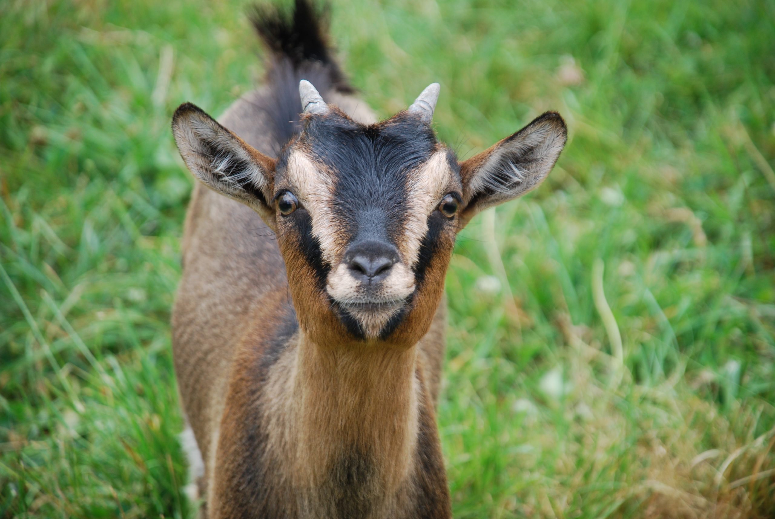 » Les Animaux de la Ferme de L’Oudon